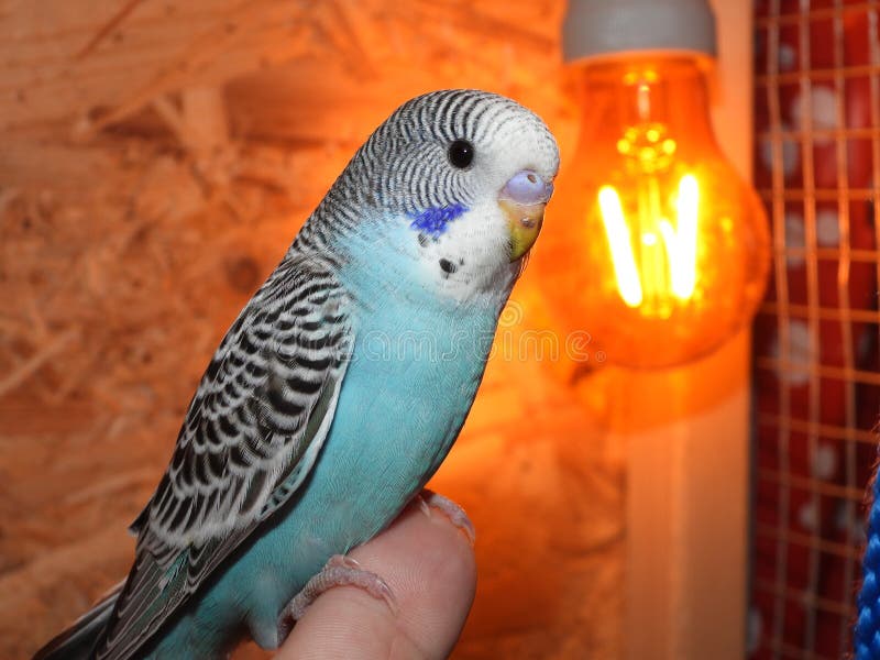 Young Budgie Sitting in Front of Mirror, Head Close-up Stock Image ...