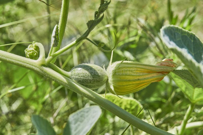 A Closeup of Young Buffalo Gourd Fruit with Flower in Texas Stock Photo ...