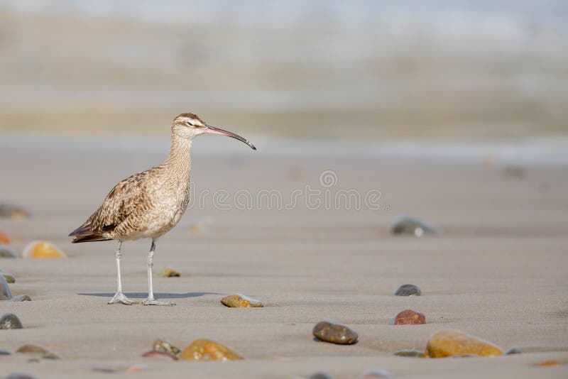 Closeup of a Young Curlew Bird with Its Long, Slender Beak, Walking on ...