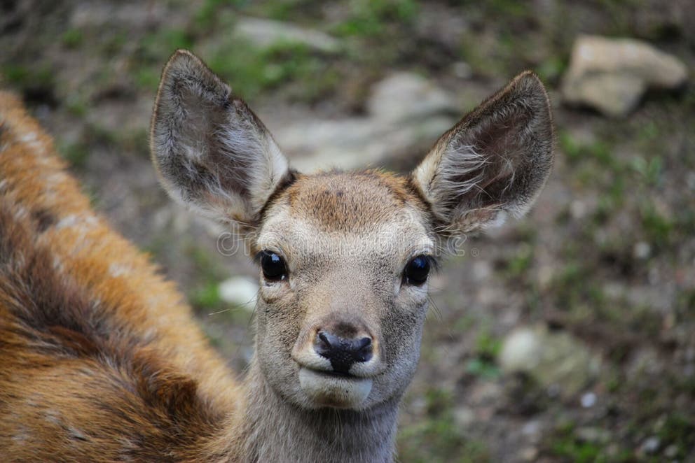 A Closeup of a Young Cute and Friendly Deer is Smiling in the Direction ...