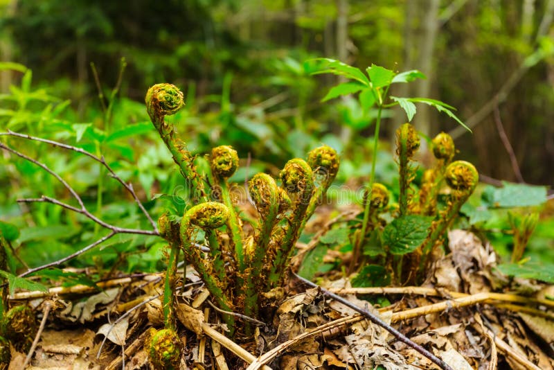 Fern Bush or Plant Growing Wild with Other Vegetation in the Forest ...