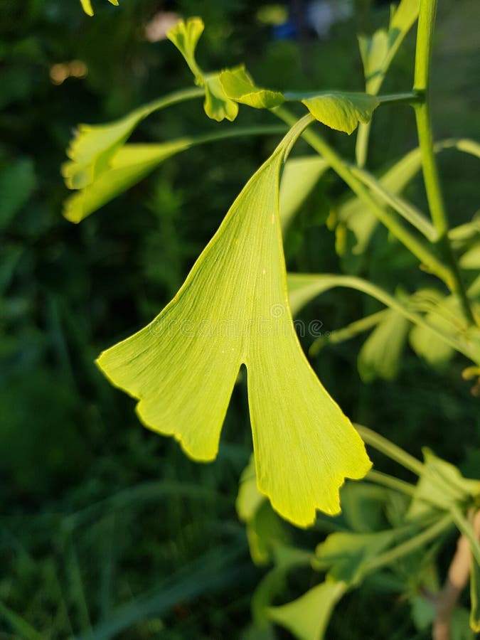 Leaf of a Ginkgo Tree. Light Green Color. Young Ginkgo Tree. Stock ...