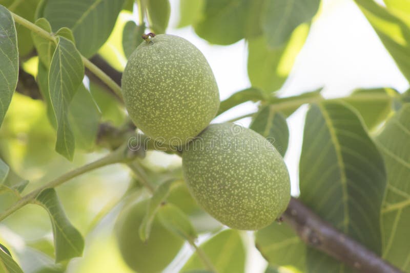 Closeup of Young Green Greek Nuts on the Tree Stock Photo - Image of ...