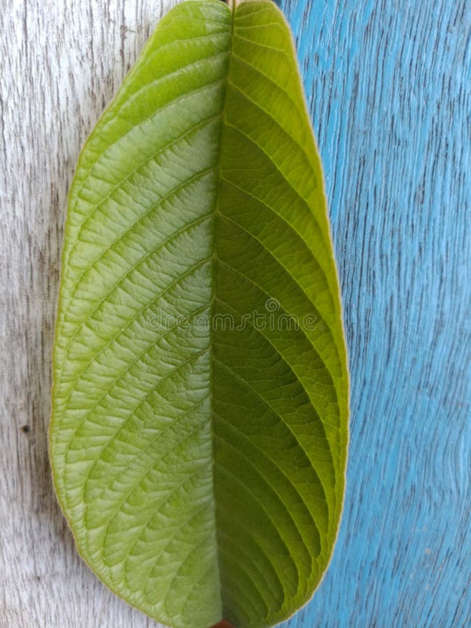 Closeup of Young Guava Leaf Texture from Above. Stock Photo - Image of ...