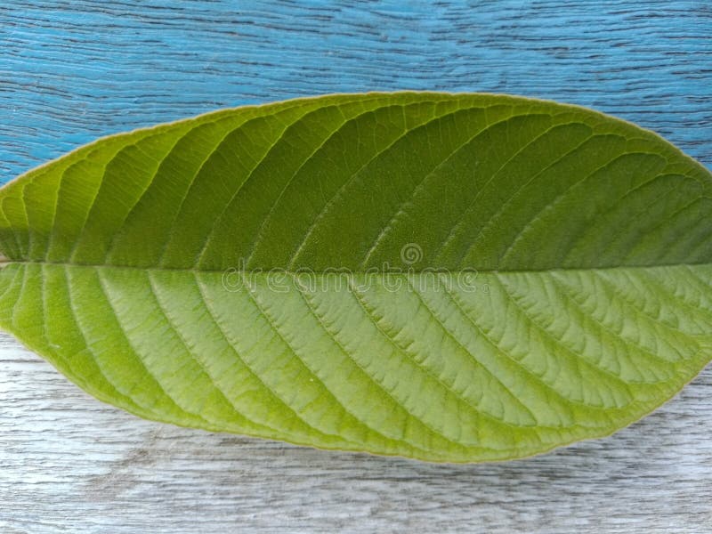 Closeup of Young Guava Leaf Texture from Above. Stock Photo - Image of ...