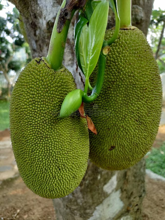 Closeup Young Jackfruit on Jackfruit Tree, in the Garden Stock Photo ...