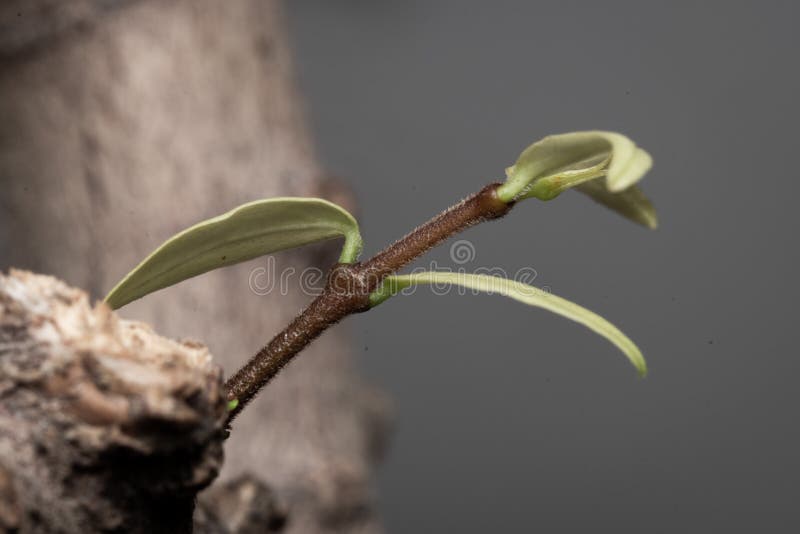 Closeup of Young Leaves Sprouting Out of a Tree Stock Photo - Image of ...
