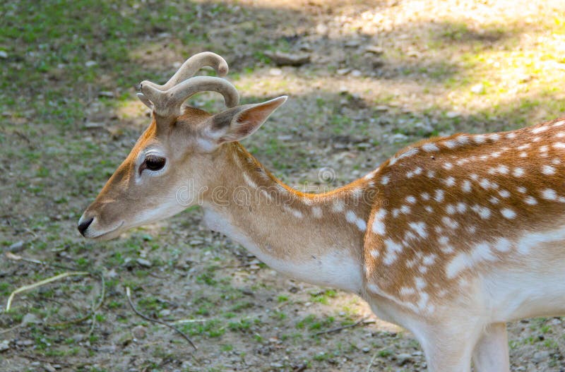 Closeup of a Young Male Fallow Deer Dama Dama Stock Image - Image of ...