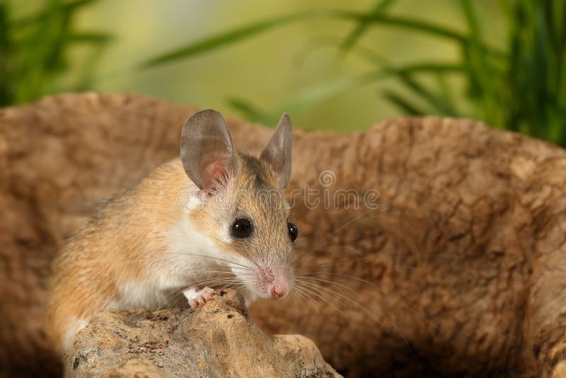 549 Scared Mouse Photos - Free & Royalty-Free Stock Photos from Dreamstime