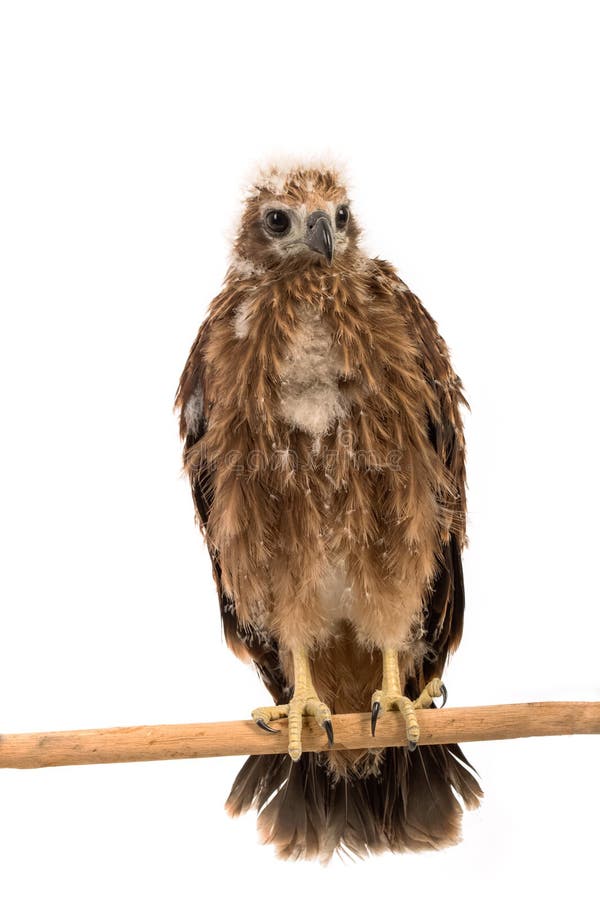 Closeup Young Red-backed Sea-eagle Stock Photo - Image of watching ...