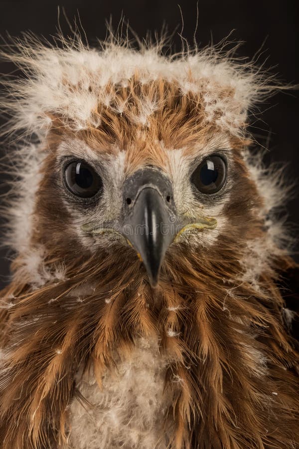 Closeup Young Red-backed Sea-eagle Stock Image - Image of backed ...