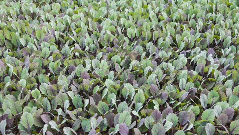 Closeup of Young Red Cabbage in a Modern Dutch Greenhouse Stock Photo ...