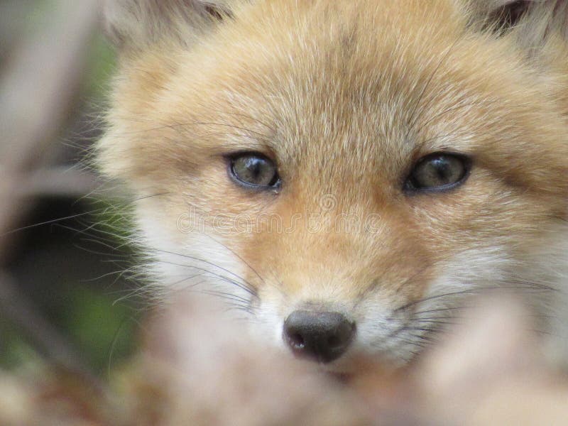 Closeup of Young Red Fox Face Stock Image - Image of orange, hunting ...
