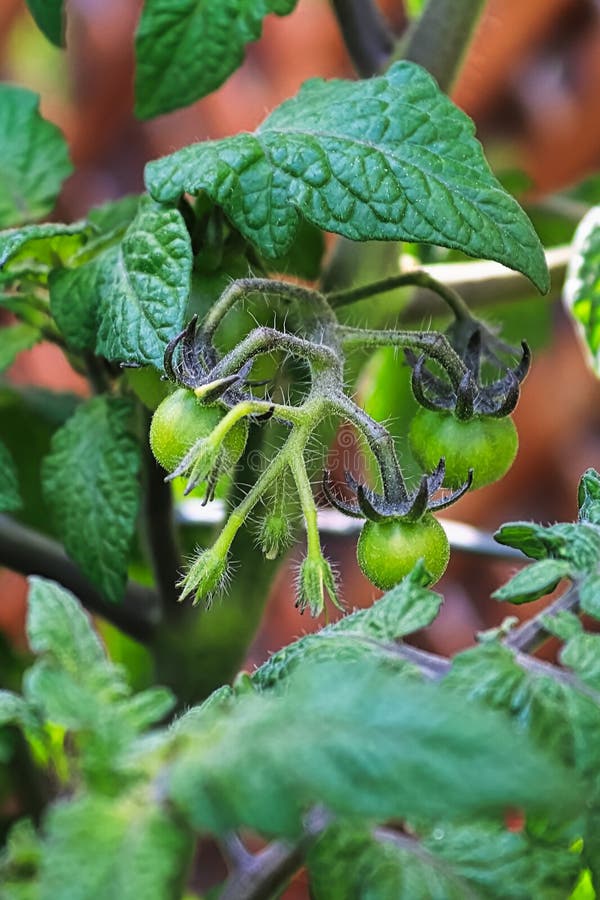 Closeup of Young Tomatoes and Flower Buds Stock Photo - Image of ...