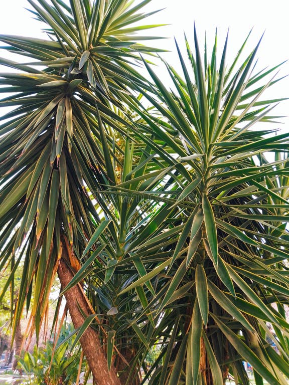 Closeup of Yucca trees stock photo. Image of tropics - 367654738