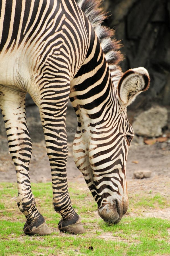 Closeup of zebra eating stock image. Image of grevy, horses - 29546113