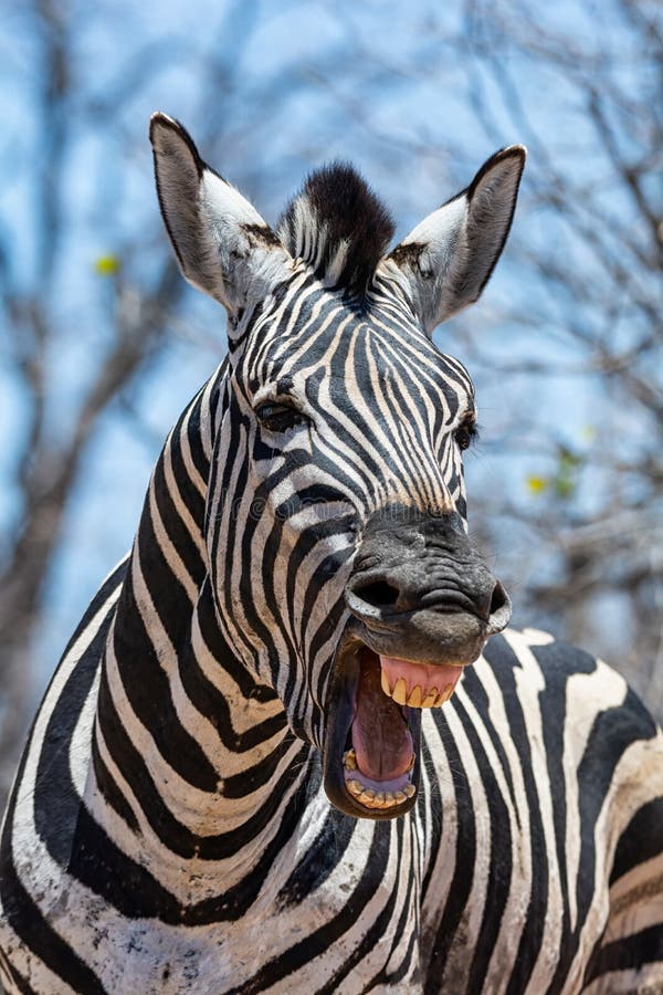 319 Laughing Zebra Stock Photos - Free & Royalty-Free Stock Photos from ...