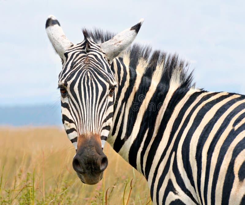 Closeup on Zebra S Head Looking Curiously Stock Photo - Image of ...