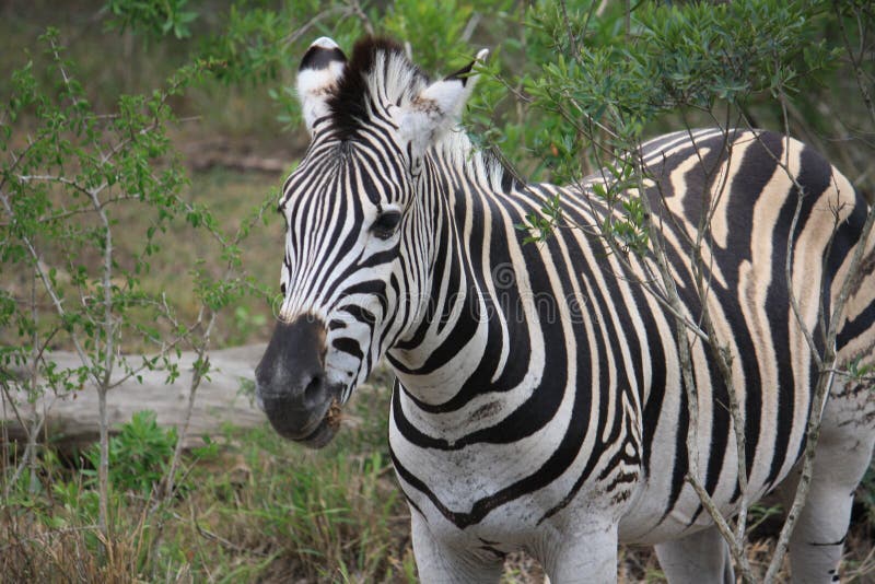 Closeup of a Zebra in a Zoo Covered in Greenery with a Blurry ...