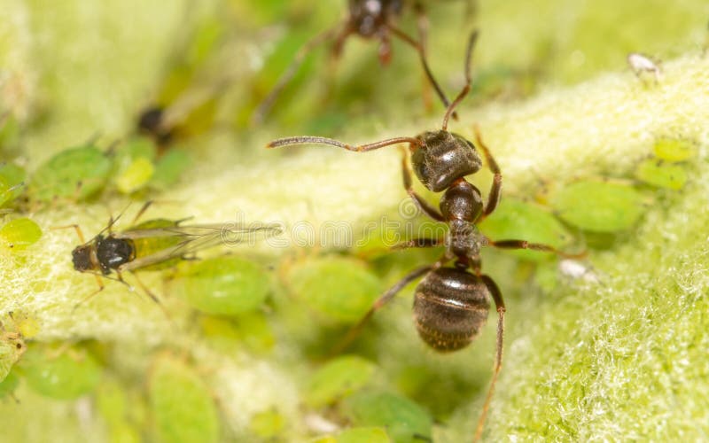 Closeuse D'une Fourmi Et D'un Puceron Sur Une Feuille D'arbre. Photo ...