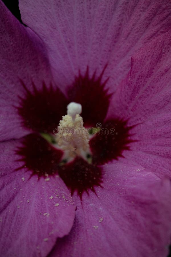Closeuse Verticale D'une Rose Rose D'hibiscus Commun De Requin Image ...