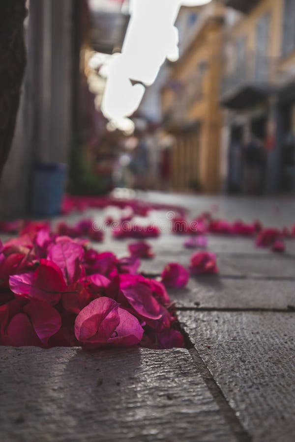 Closeuse Verticale De Belles Feuilles Roses Sur Le Sol Photo stock ...