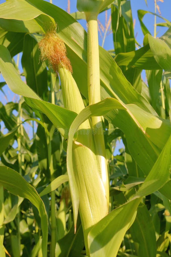 Corn Crop Stages Stock Photos - Free & Royalty-Free Stock Photos from ...
