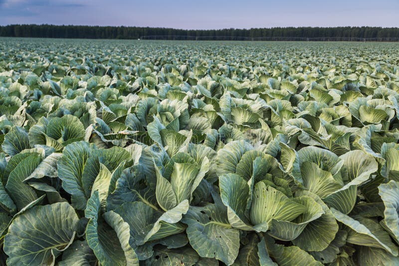 Growing cabbage field stock image. Image of irrigation - 141498985