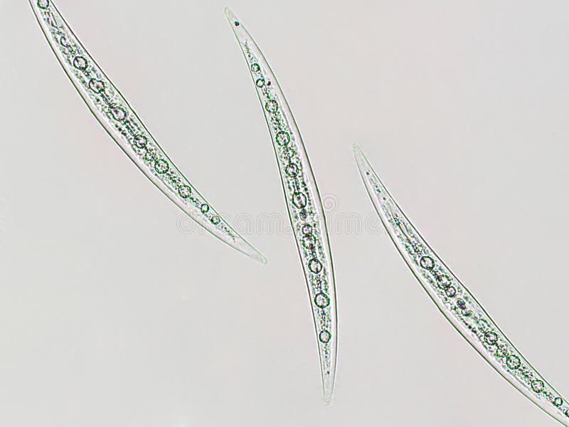 Closterium Sp. Charophyta Algae Under Microscopic View X40, Green Algae ...