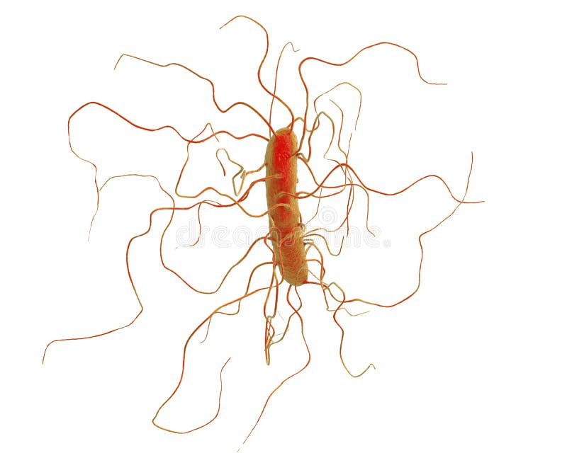 Clostridium Difficile Bacteria Stock Illustration - Illustration of ...