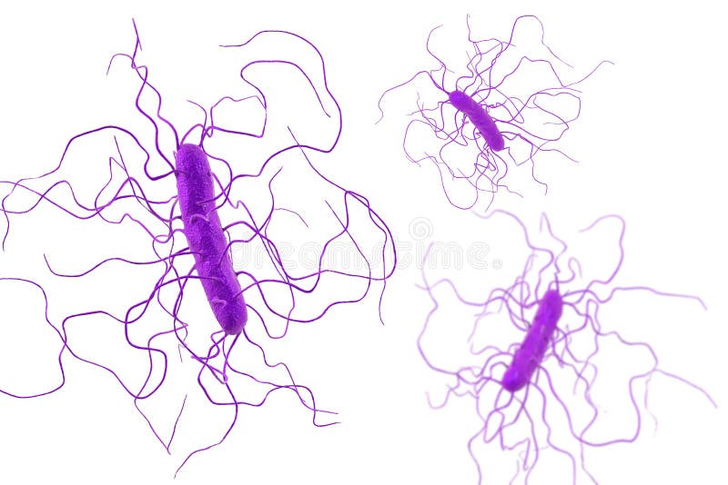 Clostridium Difficile Bacteria Stock Illustration - Illustration of ...