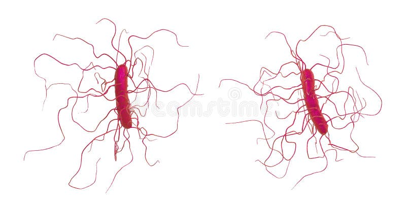Clostridium Difficile Bacteria Stock Illustration - Illustration of ...
