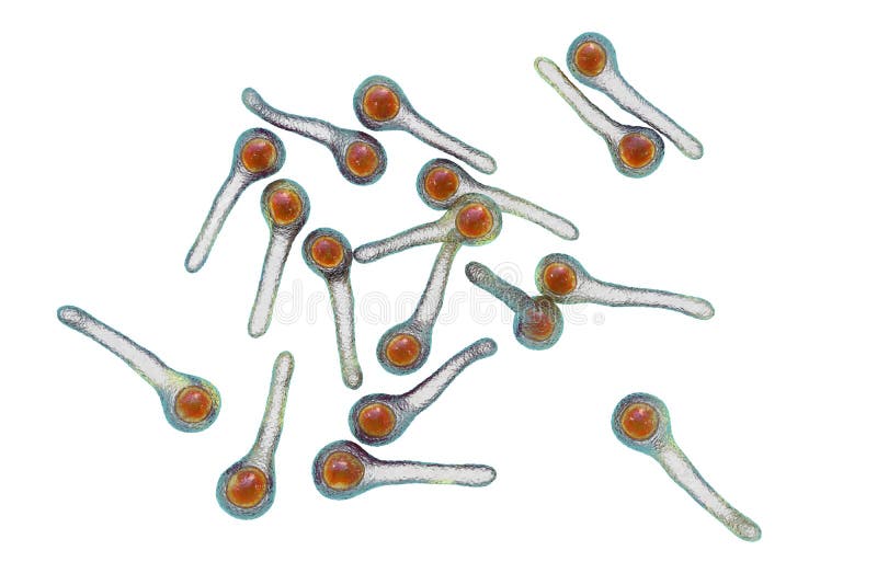 Clostridium Tetani Bacteria Stock Illustration - Illustration of ...