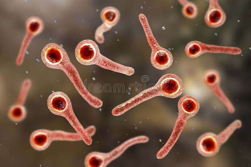 Clostridium Tetani Bacteria Stock Illustration - Illustration of ...