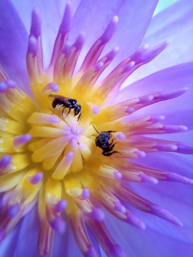 Close Up Lotus Flower with Bee Stock Photo - Image of insect ...