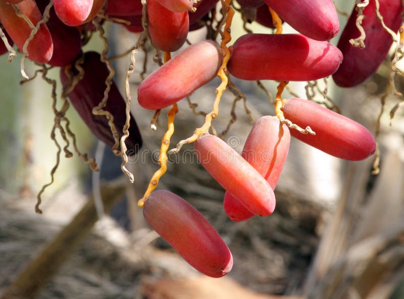 Cluster Of Kimri & Khalal Dates Stock Photo - Image of delicious, bunch ...