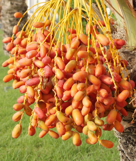 Closure View of Beautiful Kimri Date Clusters Stock Image - Image of ...