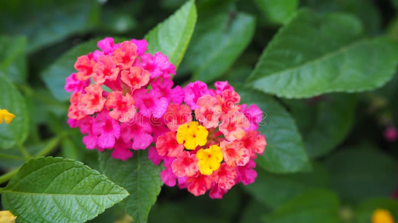 Cloth of Gold Flower, Flower Beautiful Stock Image - Image of hedge ...