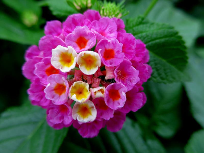 Cloth of gold flower stock photo. Image of nature, hedge - 42608896