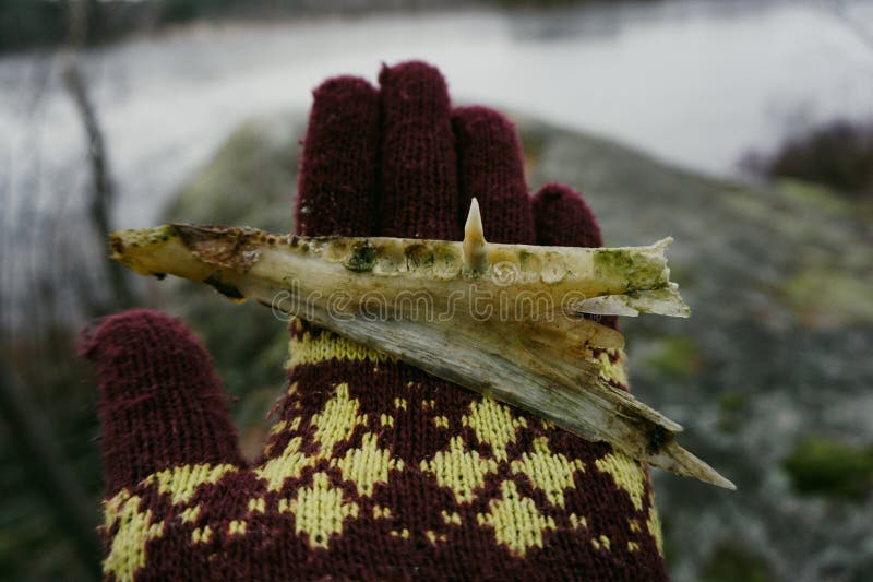 A Clothed Hand Holding the Jawbone of a Pike Stock Image - Image of ...
