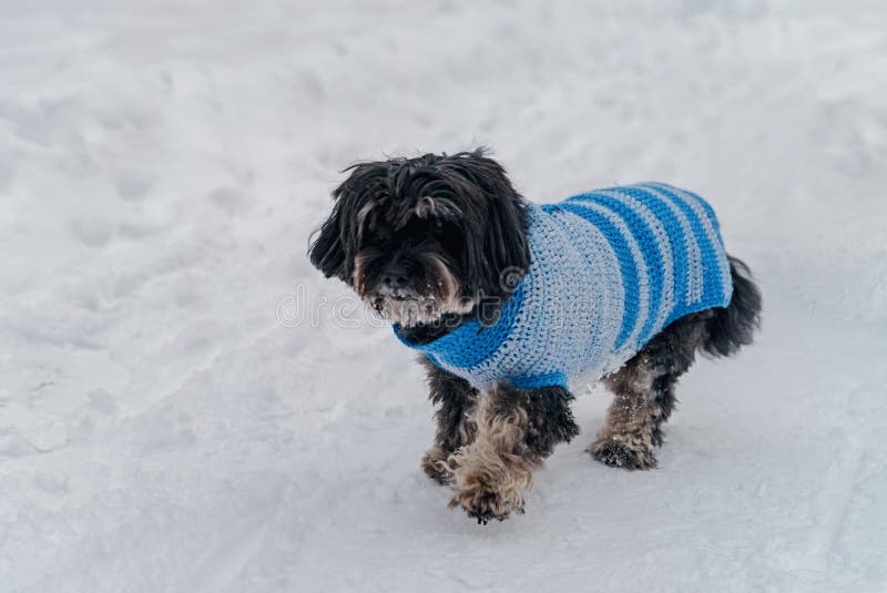 Clothes for dogs in winter stock photo. Image of friendly - 261445774