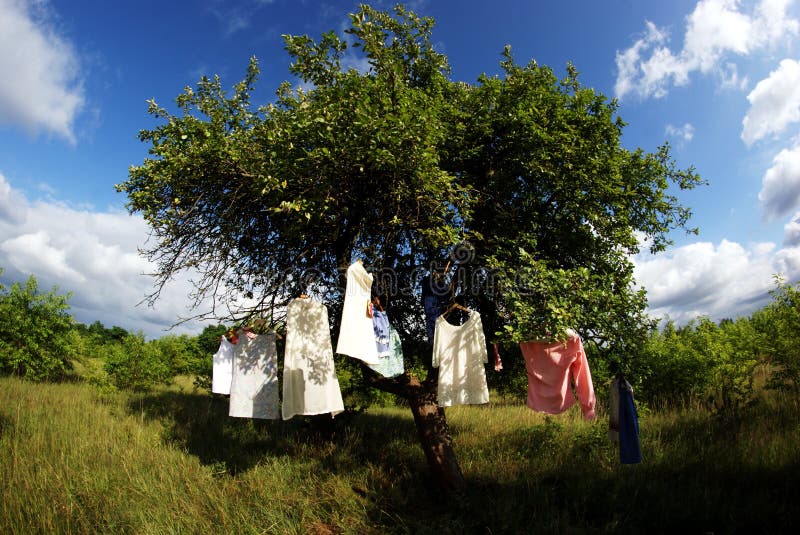Clothes hanging on tree stock image. Image of tree, nature - 20265051