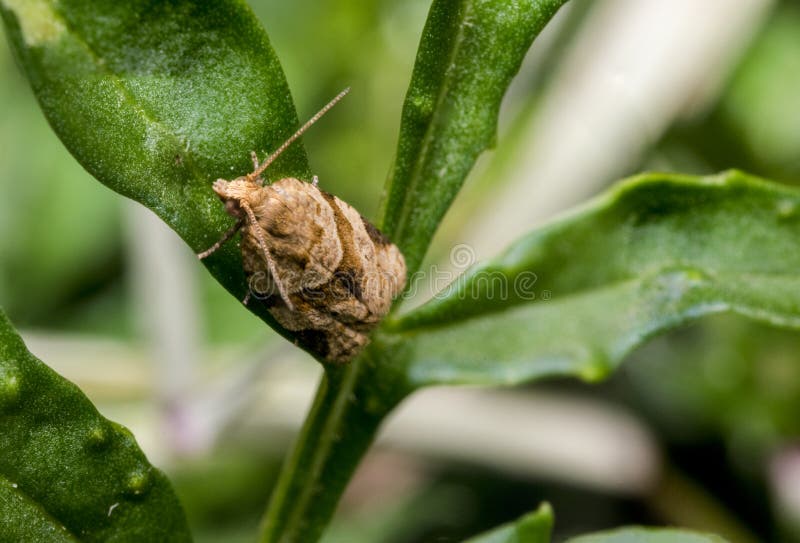 Clothes Moth Insect Resting on a Plant Branch Stock Photo - Image of ...