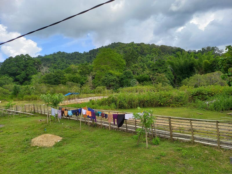 Clothesline and trees stock image. Image of trees, beautiful - 266774859