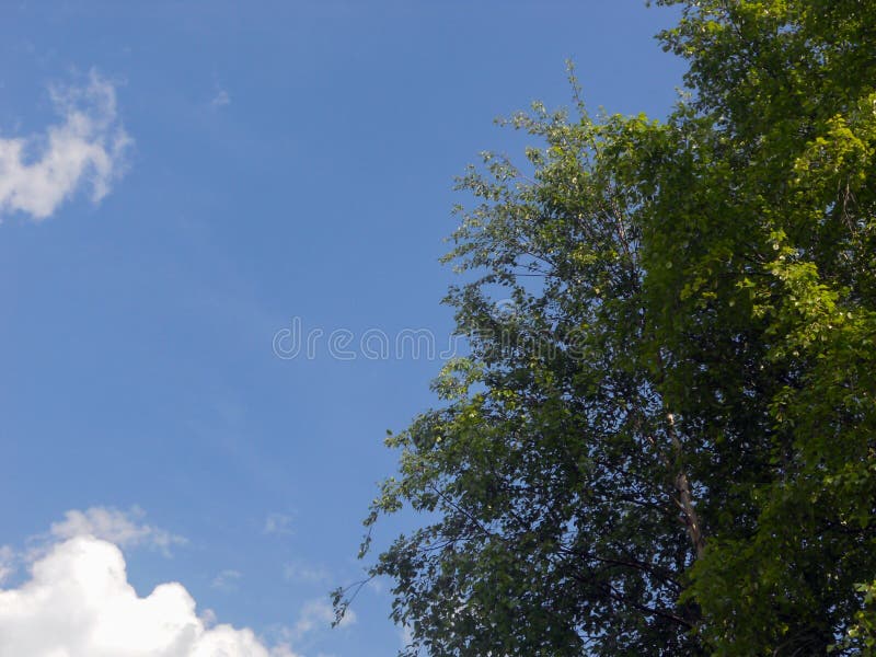 Cloud and Birch on a Summer Day Stock Photo - Image of cloudiness ...