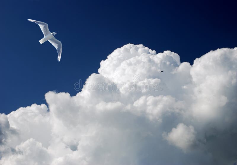 Cloud and bird stock image. Image of seagull, cloudy, oxygen - 6191625