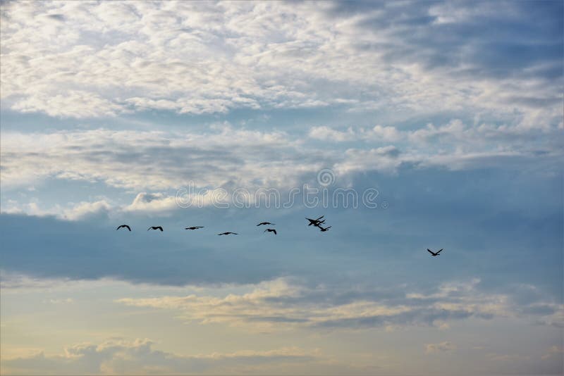 Cloud birds stock photo. Image of cloudy, migrating - 121765652