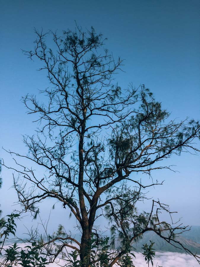 Cloud with the Blue Sky and an Abstract Tree Stock Image - Image of ...