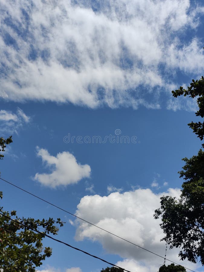Cloud Bluesky Plant Sun Blue Stock Photo - Image of cloud, blue: 261900858
