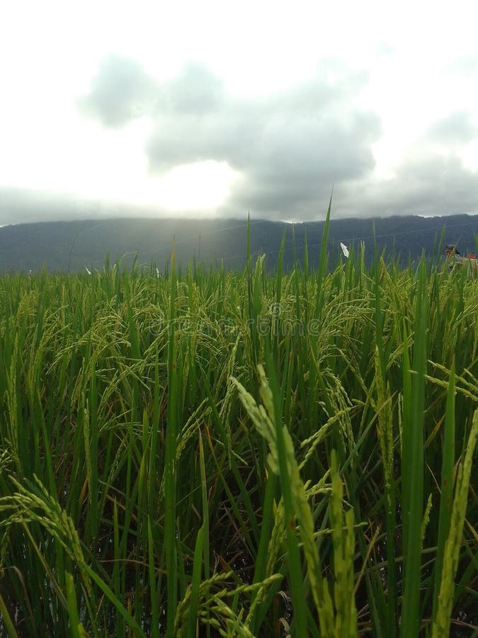 Cloud-covered Sun and Beautiful Rice Fields Stock Photo - Image of ...